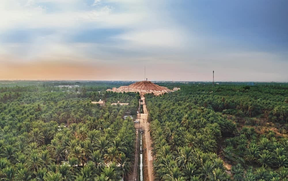 Jeddah Daily Photo: THE RICE FIELDS of Al Ahsa, Saudi Arabia