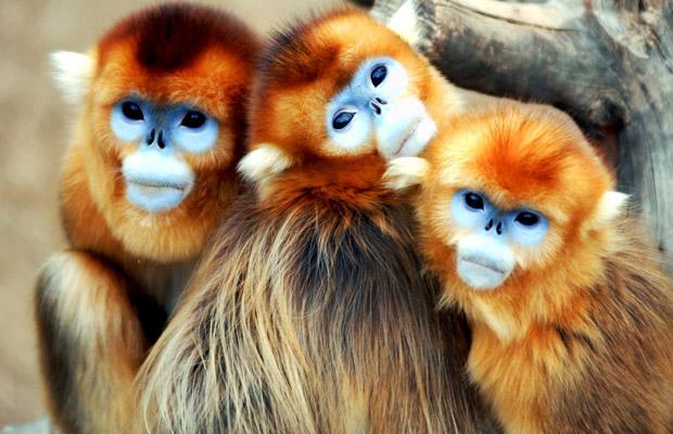 Avanti Cafe Musings: Chinese New Year of the Red Fire Monkey :: 2016