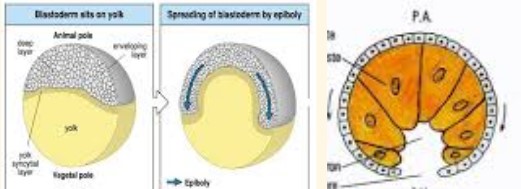IV - Gastrulation ~ Espace biologie
