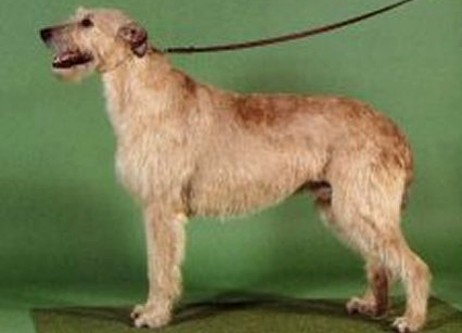 and somewhere along the way... life happened.: Irish Wolfhounds