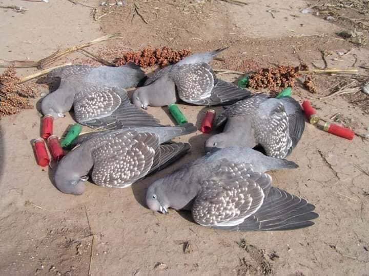 Chinar Times : Stop Hunting innocent birds