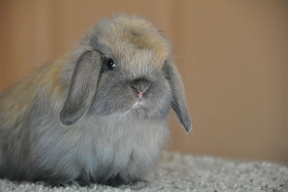 American Fuzzy Lop | Rabbit Breed - Amazing Pets For You