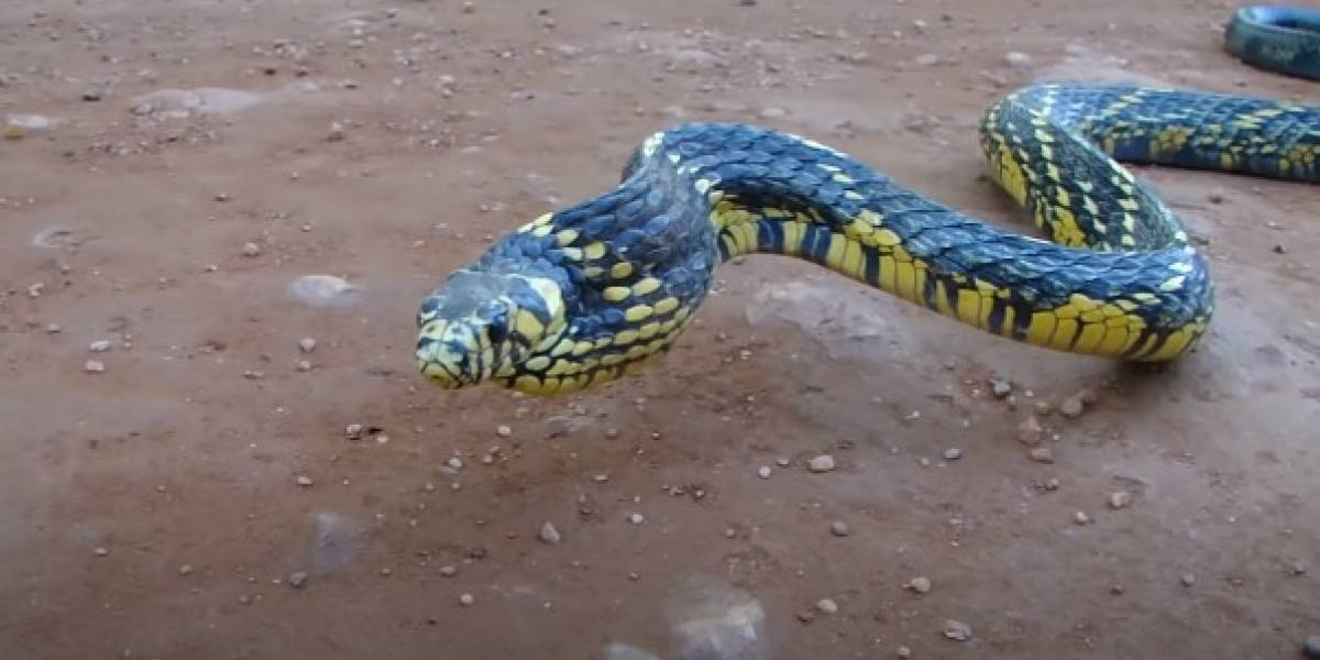 COBRA CANINANA IMPRESSIONA AO DESLIZAR EM CERCA E VÍDEO FAZ SUCESSO NA ...