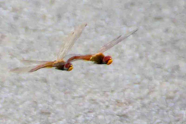 Ryukyu Life: Red Dragonfly (赤とんぼ) Akatombo in Japanese