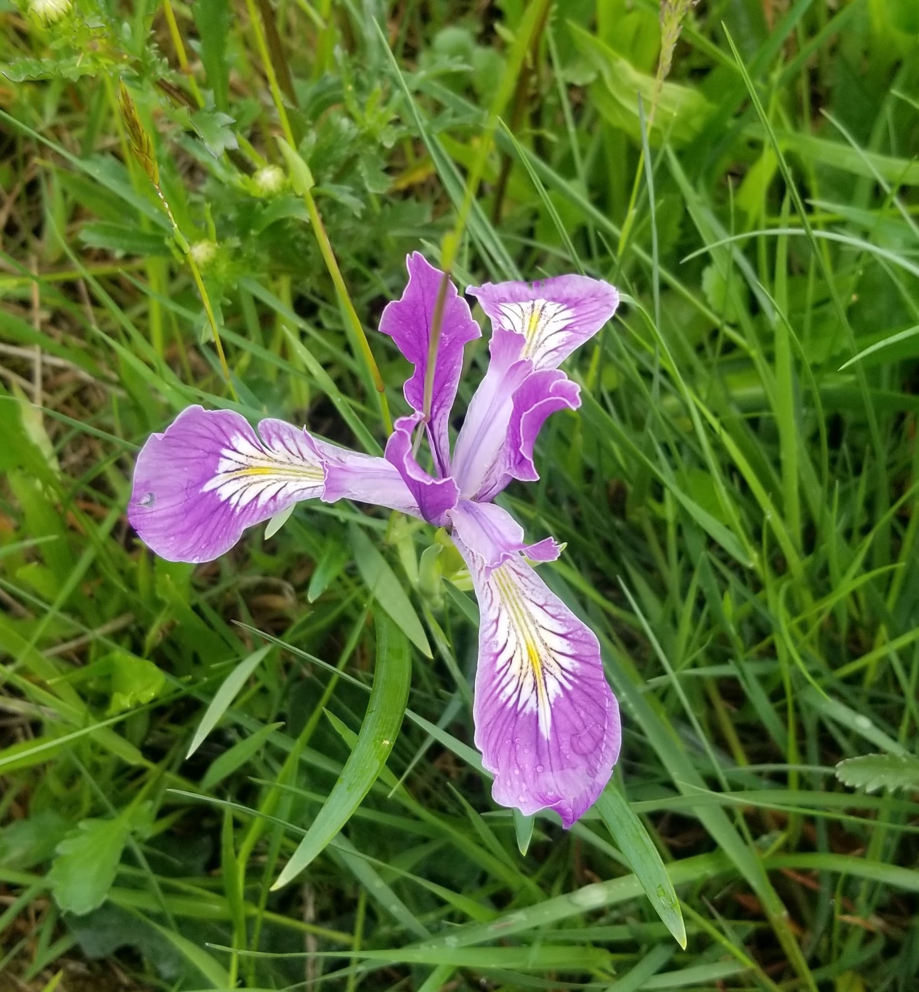World of Irises: Where The Wild irises Are—A New Wild Lawn