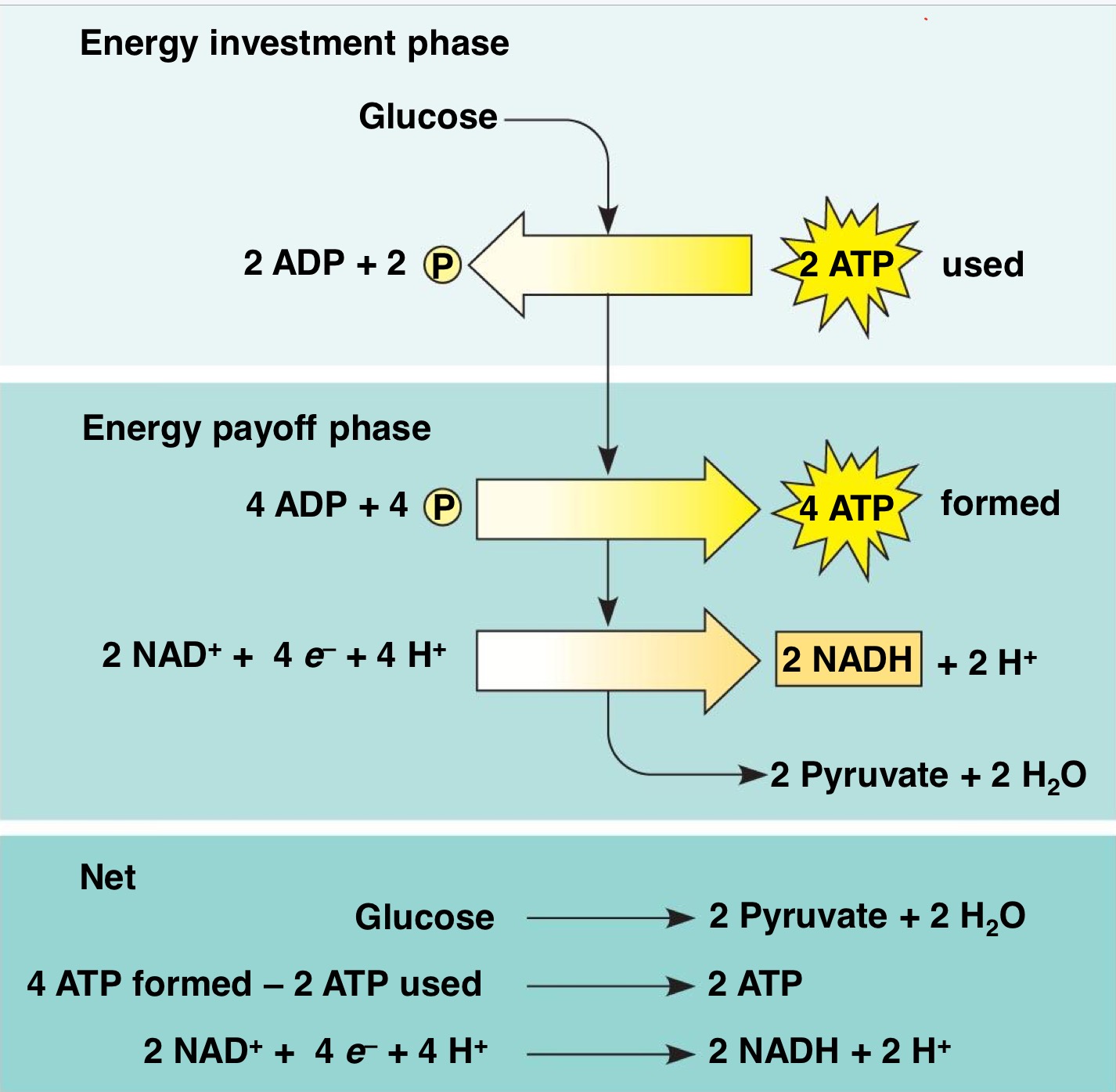 Quantifying The Inputs Of Atp And Nadph And Output Of Pi Masteringbiology