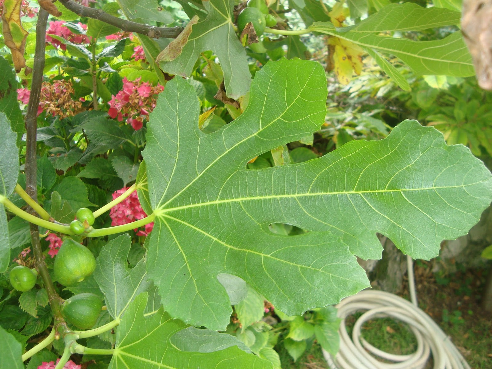 LA HIGUERA - El Jardín de Elbe