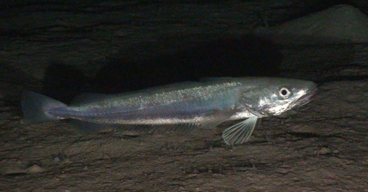 ¿Conocemos nuestro pescado?. III. La merluza.