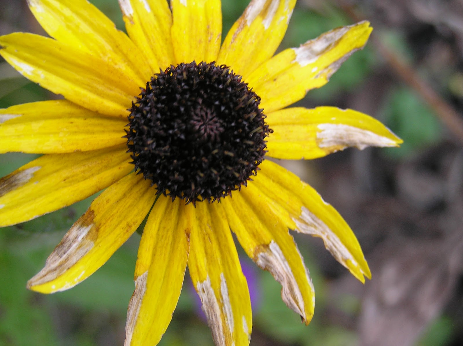 Splendid Little Stars: xanthic