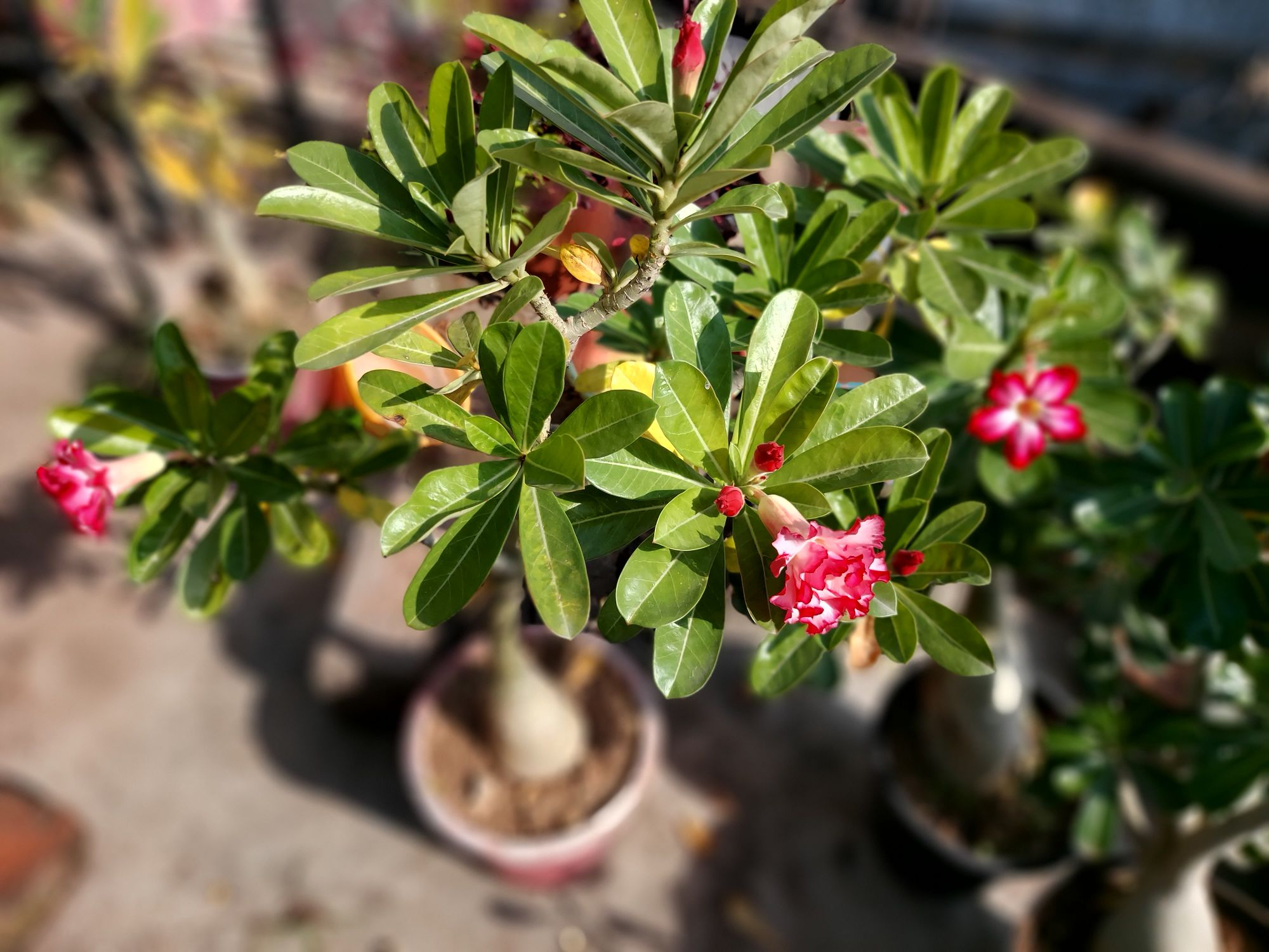 Adenium plant care for all season - Gardening basics