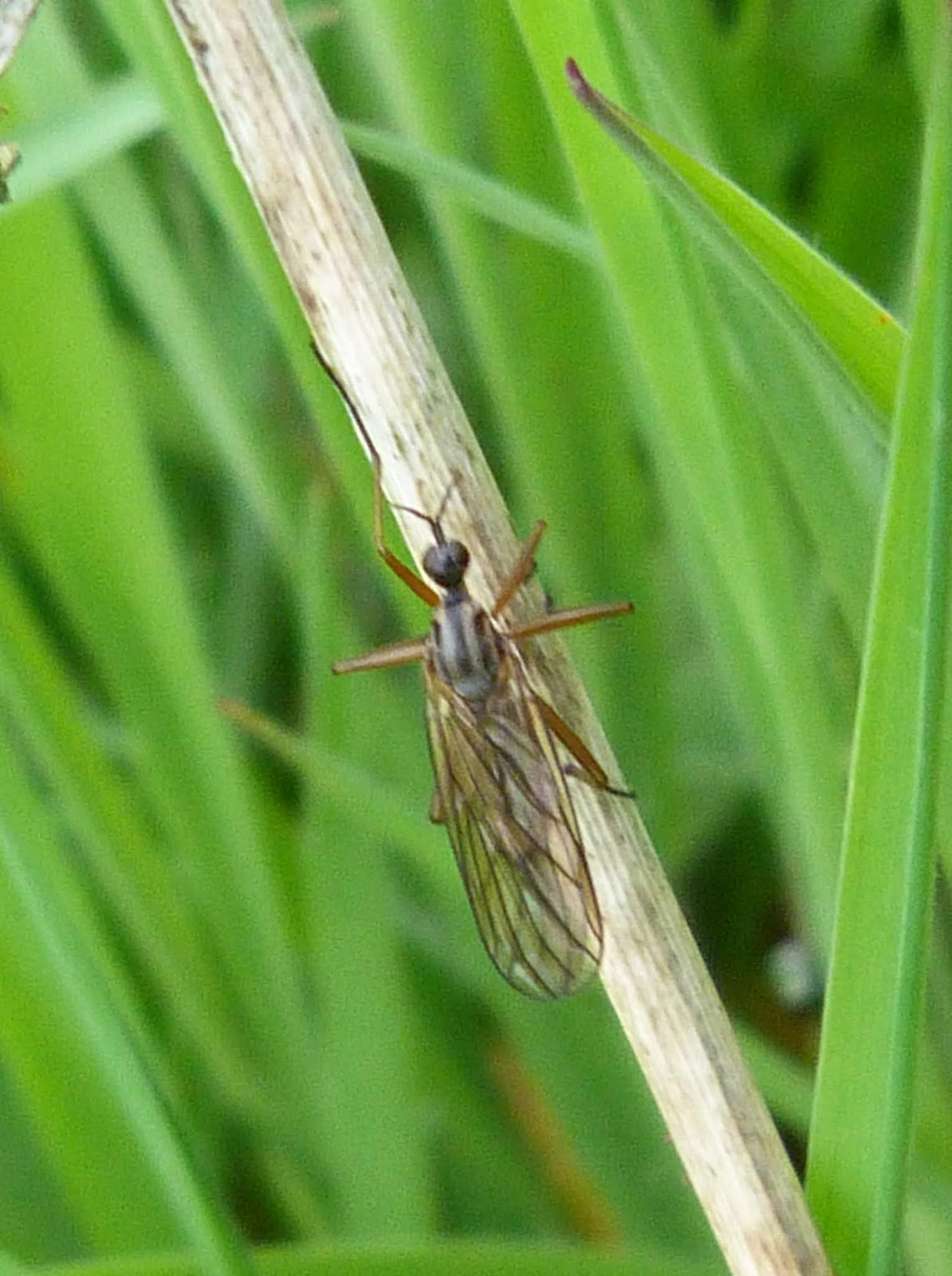 Insects of Scotland: Dance/Dagger Flies