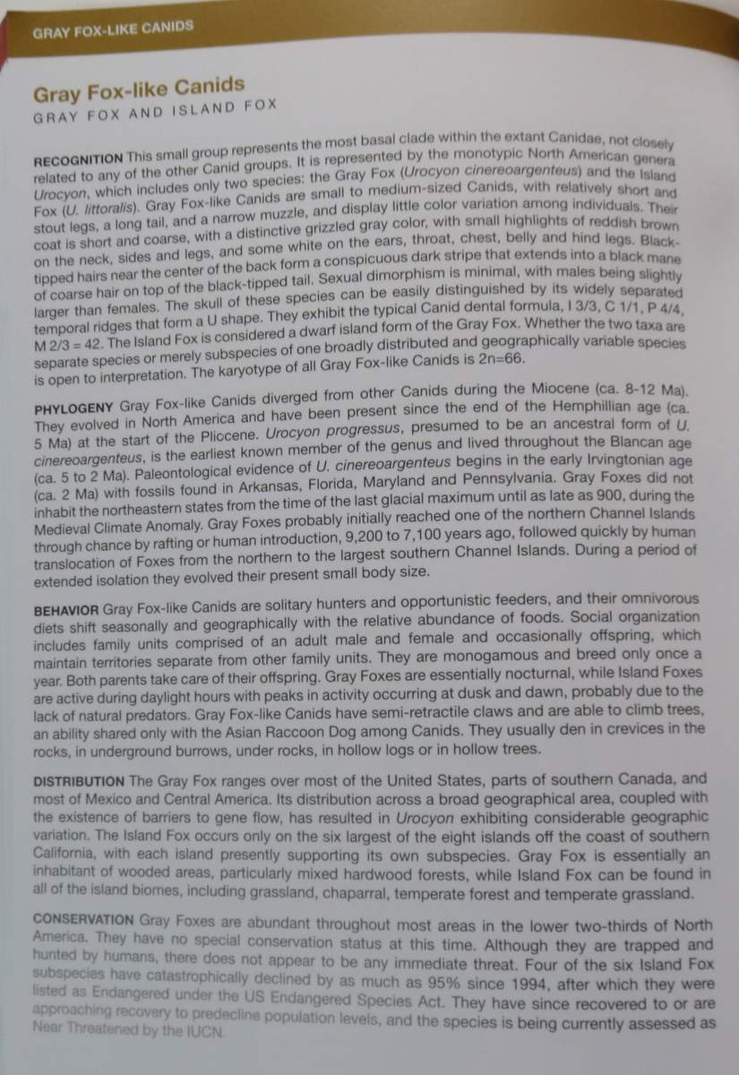 Book Review - Canids of the World, Princeton Field Guides - Travels ...