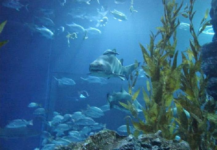 Top2040: Best Shark Movies of All Time