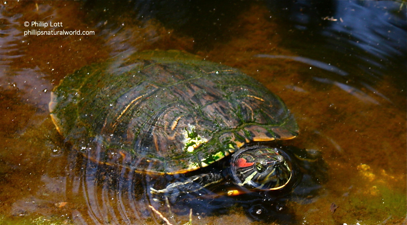 Summer Fun Photography - Phillip's Natural World