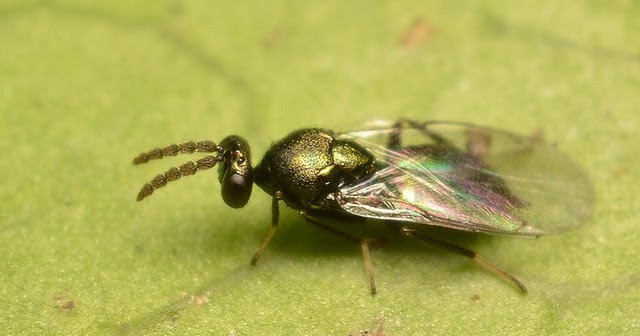 そよ風のなかで Part2: ヒメコバチ科 Sympiesis hirticula