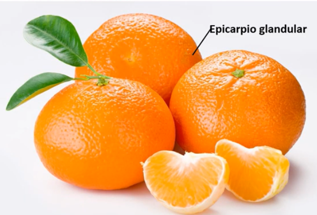 BLOG PARA MAESTROS Y ESTUDIANTES: Partes de la Planta: EL FRUTO