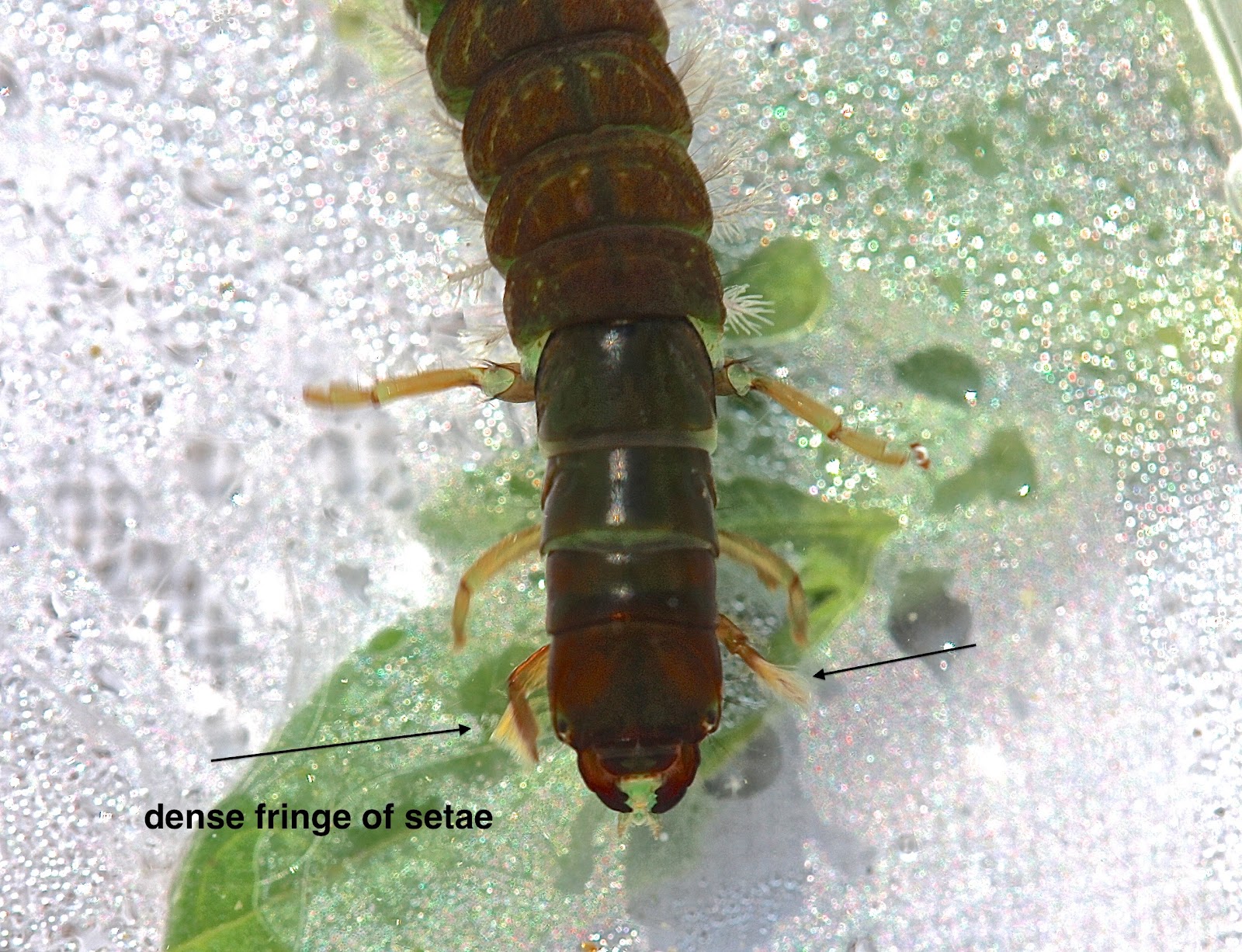 Aquatic Insects of Central Virginia: Macrostemum -- the "Uncommon ...