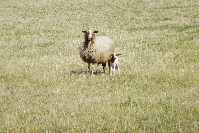 Early Lambing or Late Lambing Advantages and Disadvantages