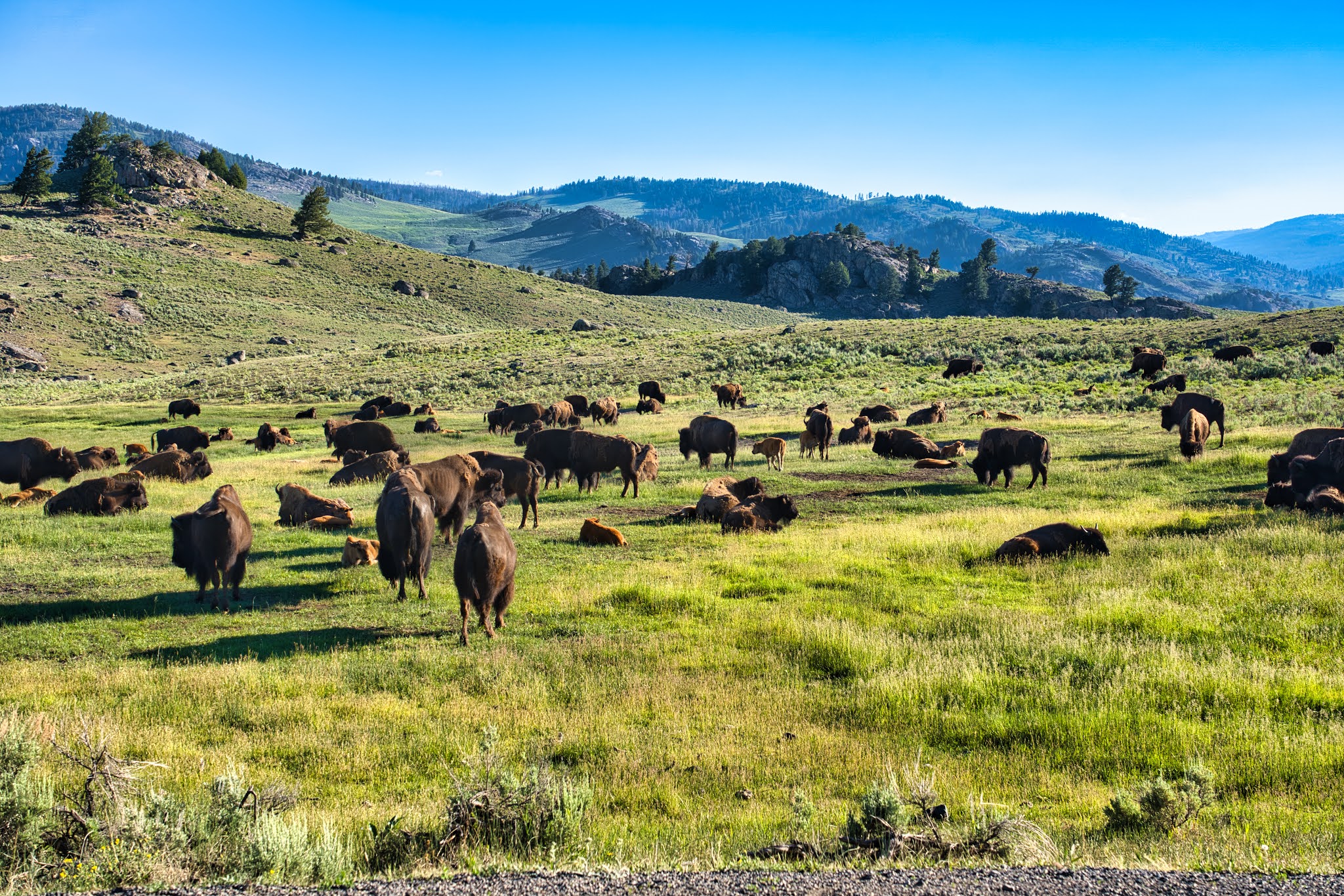 Lamar Valley - SesameTravel