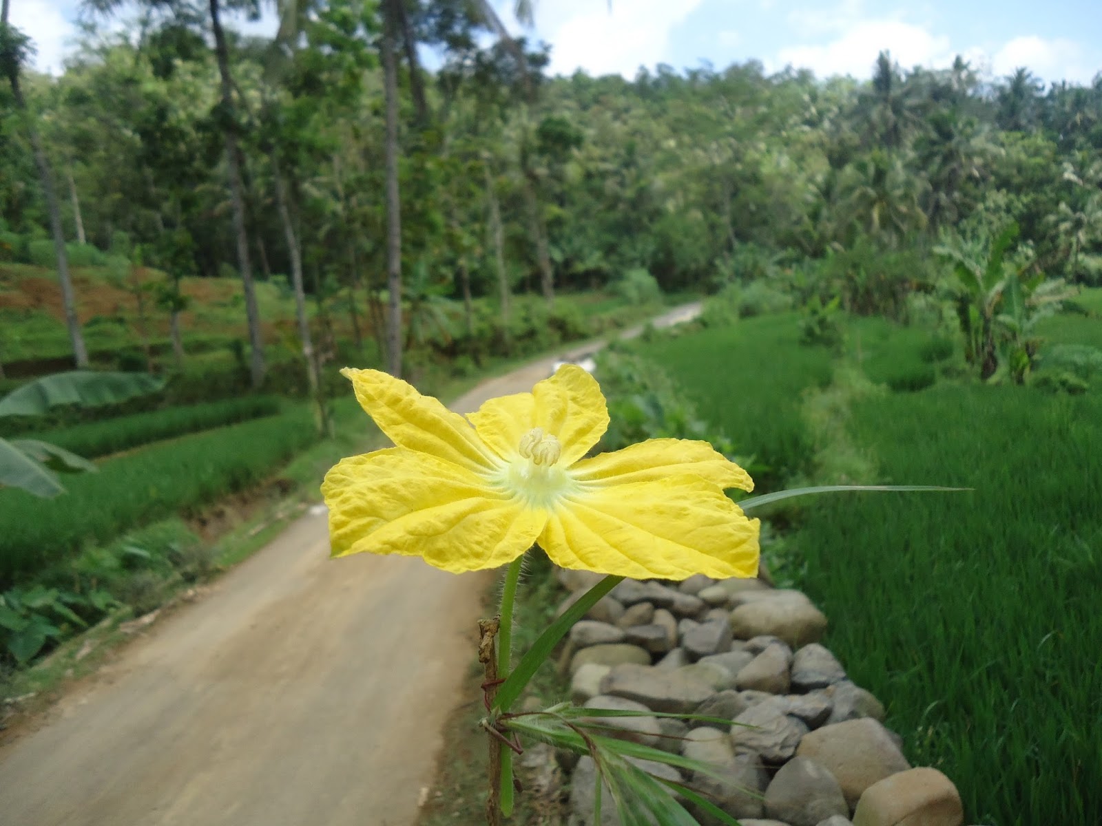 Wallpaper Bunga Labu Kuning di Bukit Menoreh - Rumah Daun Muda