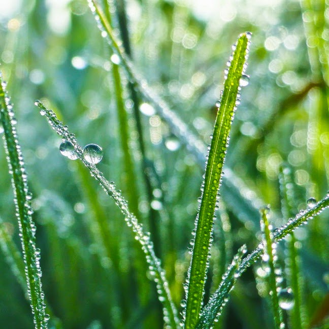 From Empty Hands: The Dewfall