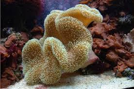 'ZIEN EN WETEN': SPONZEN.