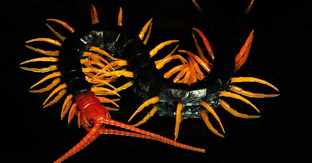 Real Monstrosities: Giant Red-headed Centipede