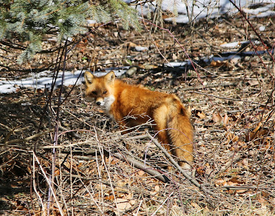 Ohio Birds and Biodiversity: Red Fox, lazing in the sun