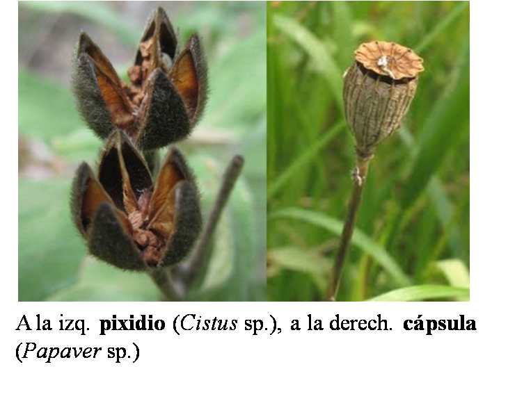 Universo Botánico: Los Frutos II. Clasificación.