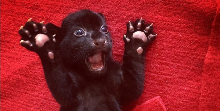 White Wolf : Are You Terrified Yet? Black Panther Cub Does Its Best To ...