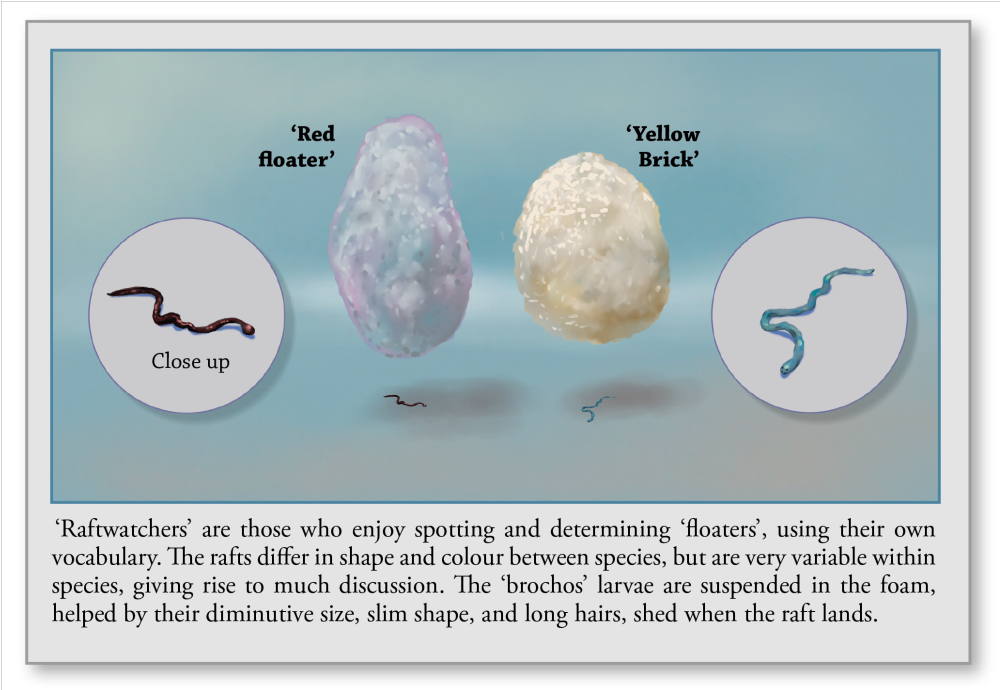 Furahan Biology and Allied Matters: Ballonts VIII: Blue Sky Thinking ...