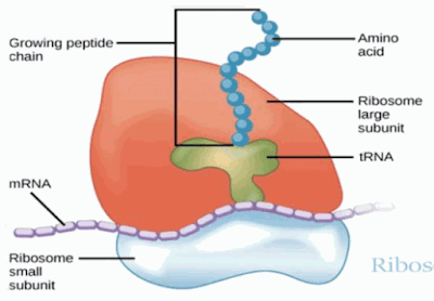 Ribosom: Pengertian, Gambar, Struktur dan Fungsi - BACA CODING