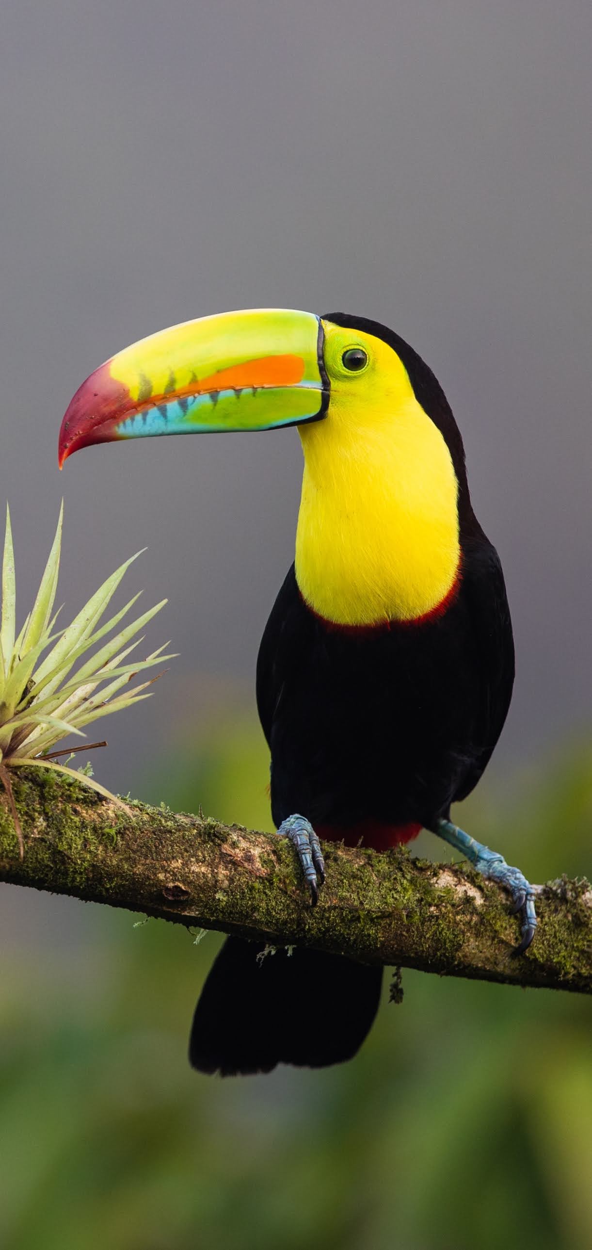 Toucan bird mobile wallpaper - HD Mobile Walls