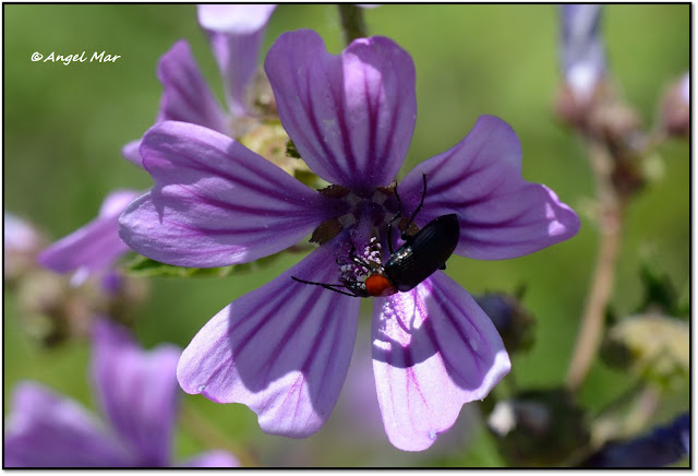 Flores y Bichos ***: Malva sylvestris (Malva común) - Una todoterreno