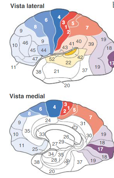 Corteza cerebral y Complejidad humana: Lóbulo Parietal
