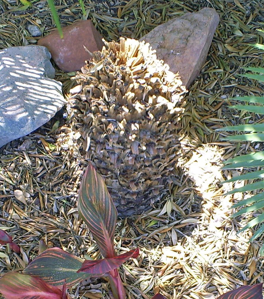 Brad s Tropical Paradise What To Do If Your Sago Palm cycad Has No Leaves brad-s-tropical-paradise-what-to-do-if-your-sago-palm-cycad-has-no-leaves