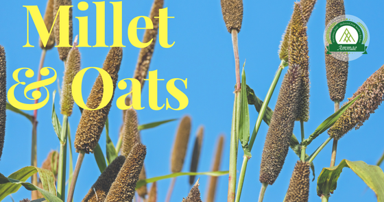 Millet Vs Oats - Which is more beneficial to help you in losing weight ...