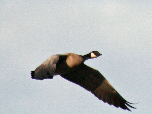 Greg in San Diego: Tutorial: How to Identify Birds in Flight