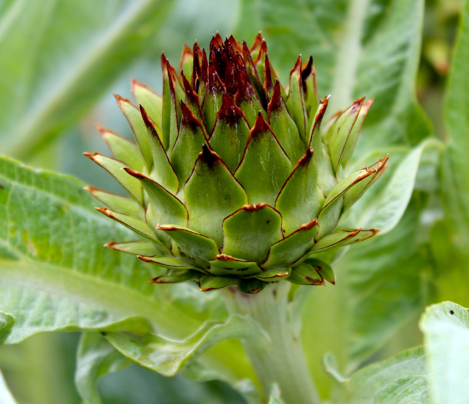 Florez Nursery: Cardoon, Cynara cardunculus