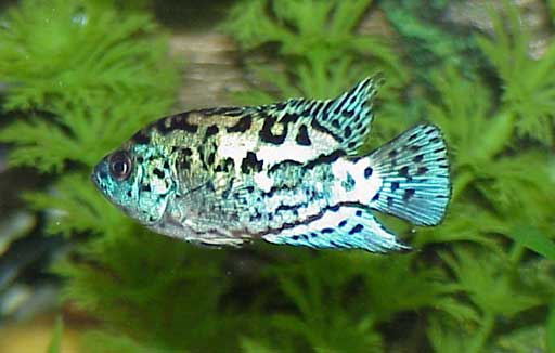 Pets Submersos: Jack Dempsey Azul ou Jack Blue