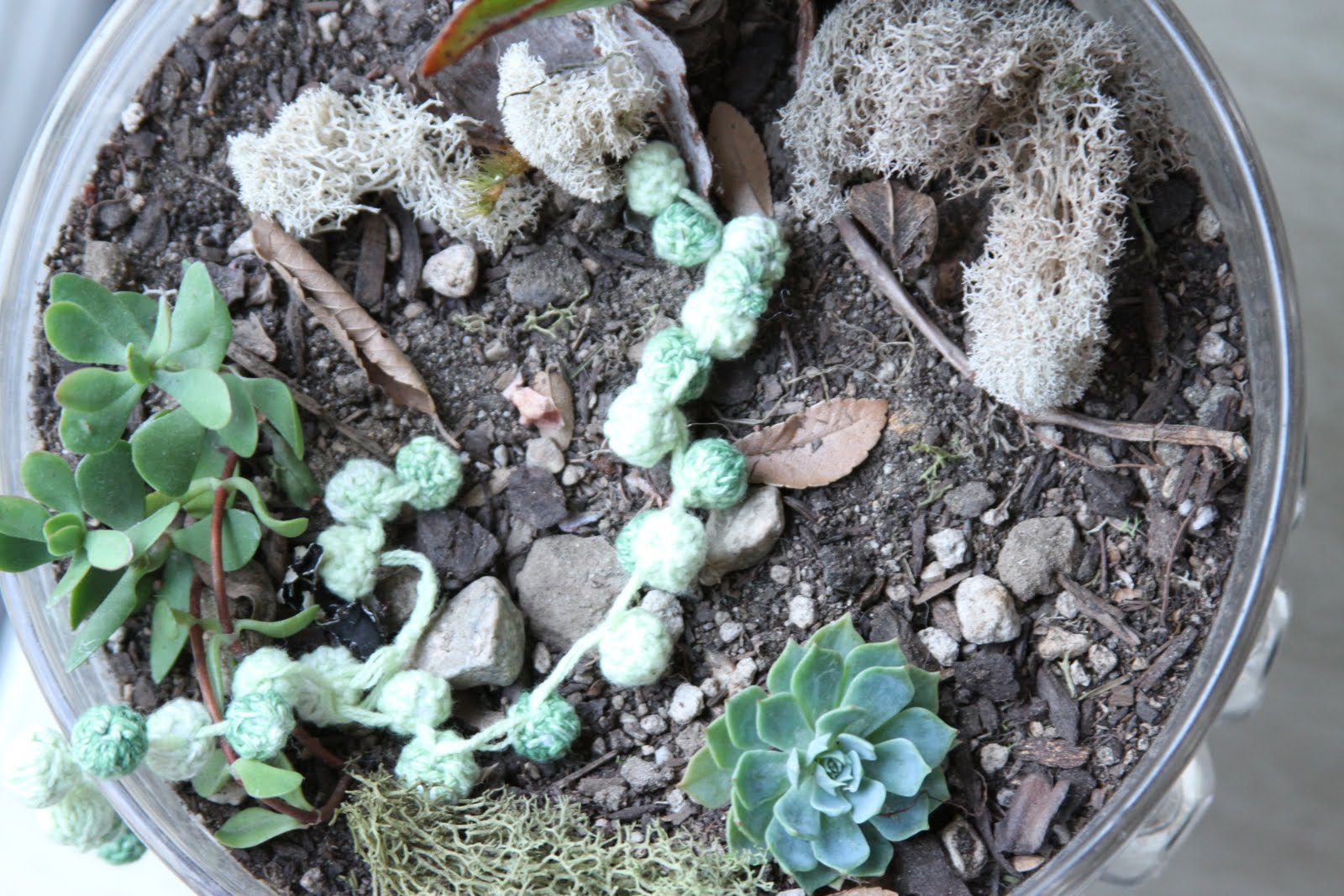 on my honor...: Sunday Succulents.