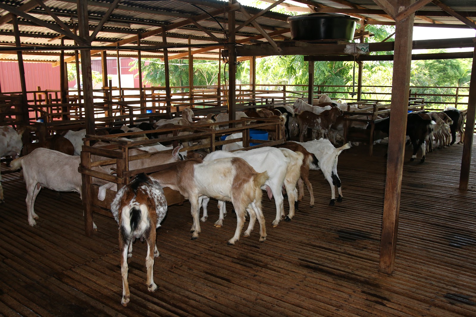 UK Farm Agro Resort, Kluang