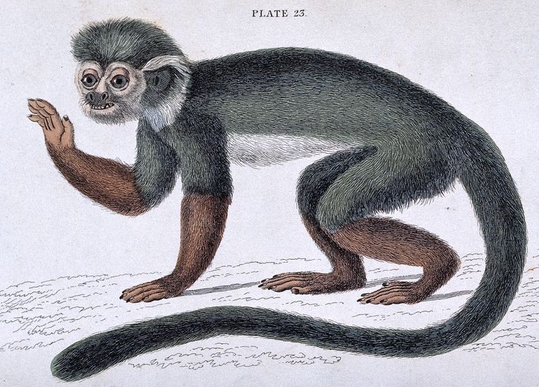 O.C. History Roundup: La Habra's Monkey Island