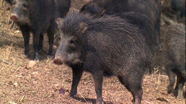 Via: Linguiça defumada de catitu, a mais nova iguaria regional!!!