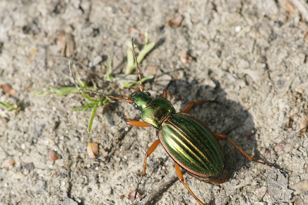 Photo Nature Lilliputienne (macrophotographies): Carabus auratus, le ...
