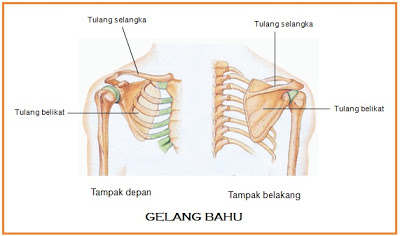 "Resum Sistem muskuloskeletal" S1 3B: Anatomi Muskuloskeletal