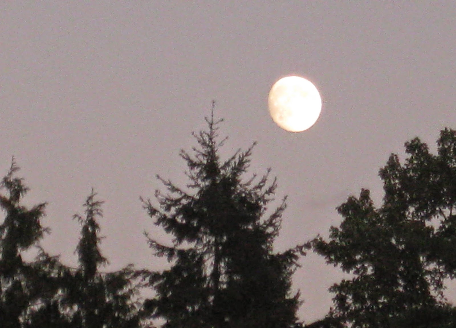 Seattle Japanese Garden Community Blog: Moon viewing 2014 and upcoming ...