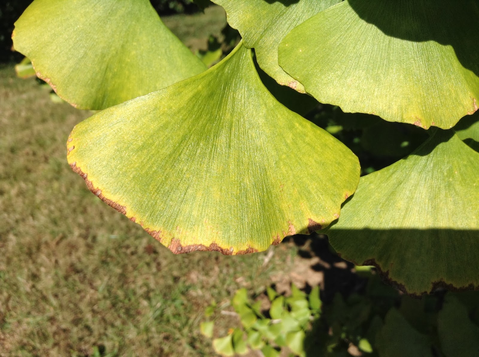 Kentucky Home Gardens: Tree of the week: Ginkgo biloba
