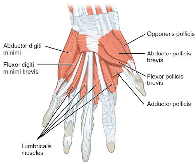 Les Muscles du prehension (Myologie de la main)
