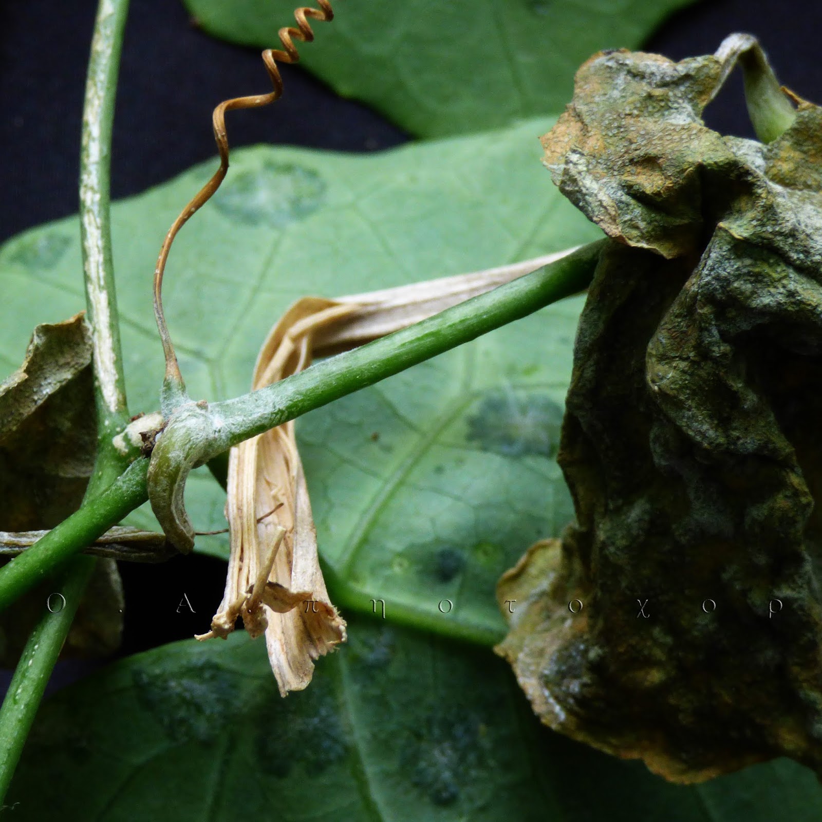 Diseases of cucurbits